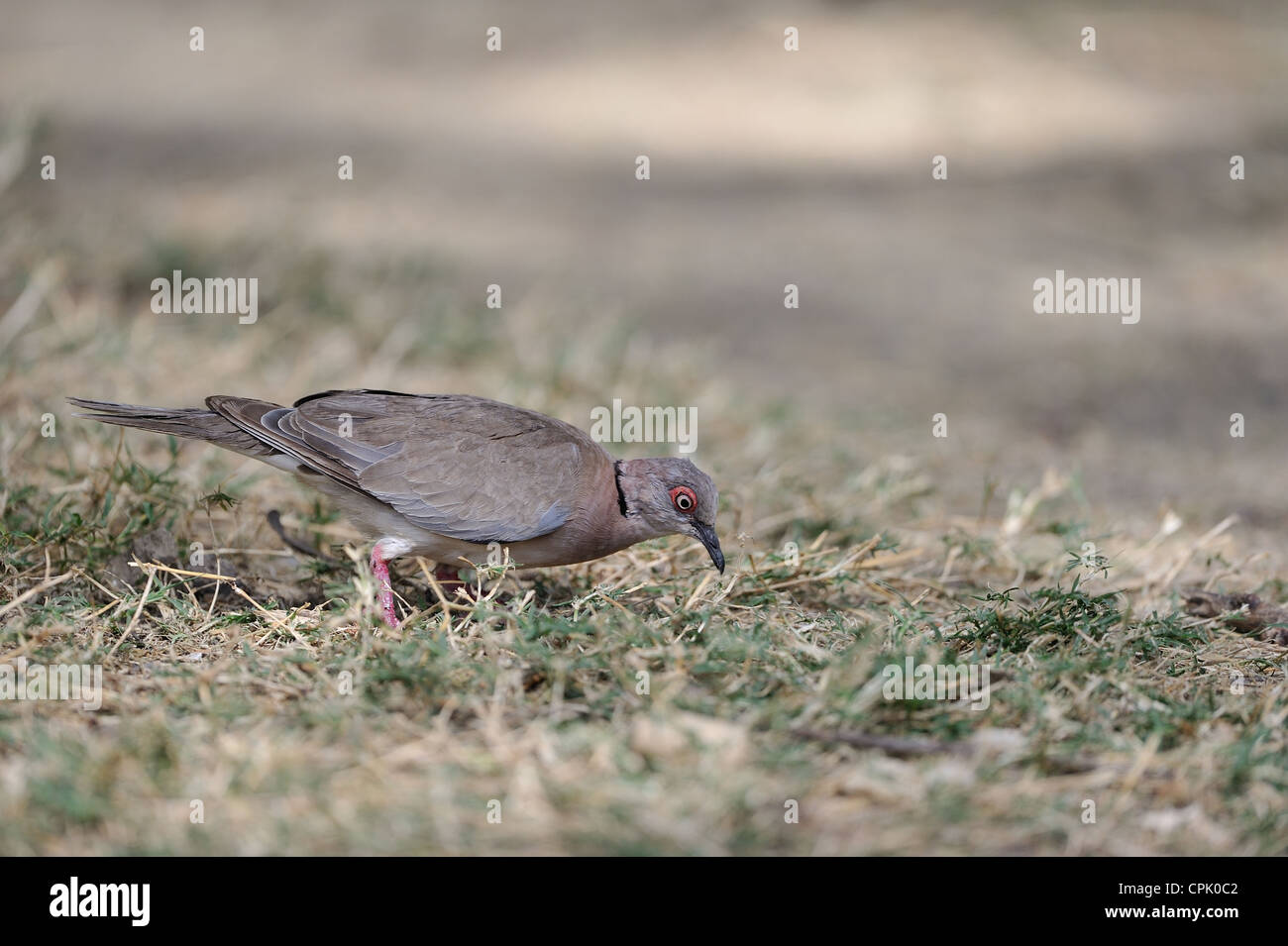 African Mourning Dove - Mourning collared dove (Streptopelia decipiens ...