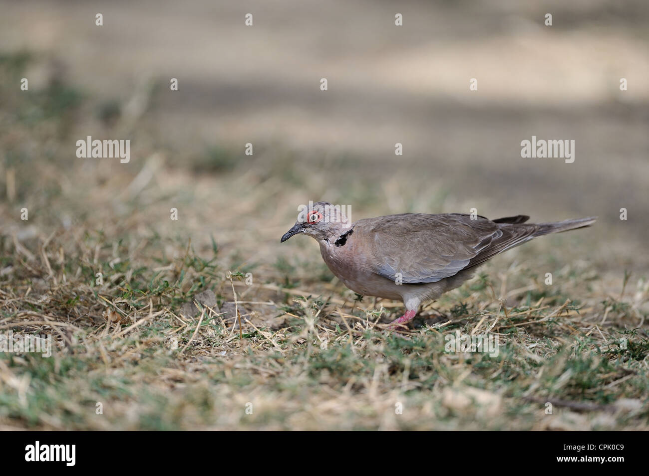 African Mourning Dove - Mourning collared dove (Streptopelia decipiens ...