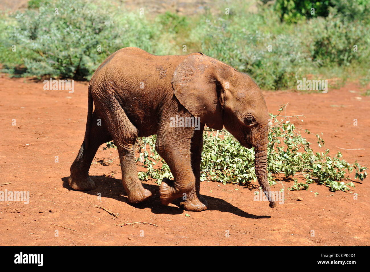 African bush elephant - Savanna elephant - Bush elephant (Loxodonta ...