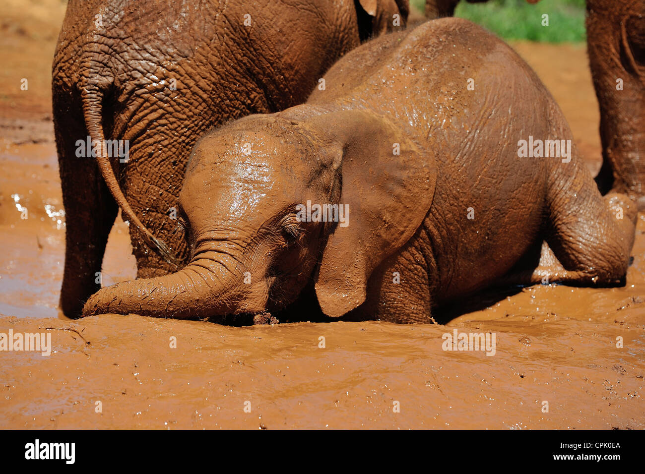 African bush elephant (Loxodonta africana) mud-bath of the orphans at ...