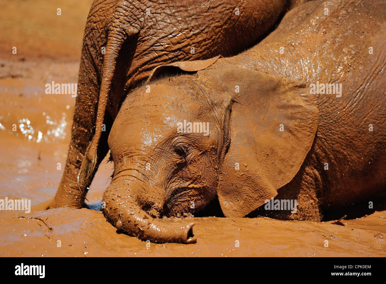 African bush elephant (Loxodonta africana) mud-bath of the orphans at ...
