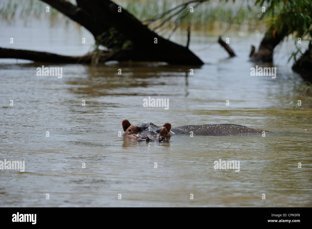 Hippopotamus - Hippo (Hippopotamus amphibius) swimming in Lake Baringo ...