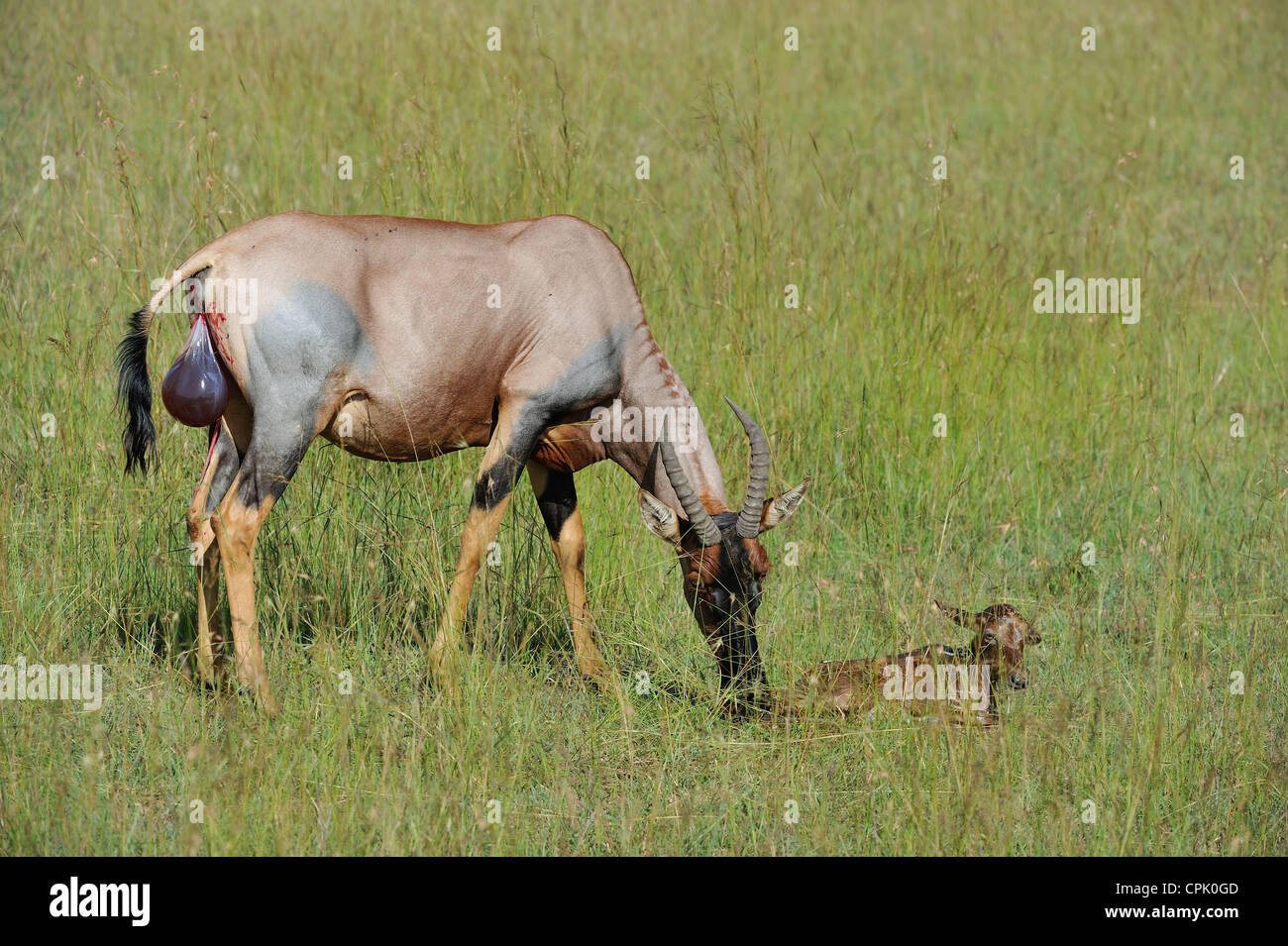 Topi (Damaliscus lunatus topi) female licking her new born calf Masai ...