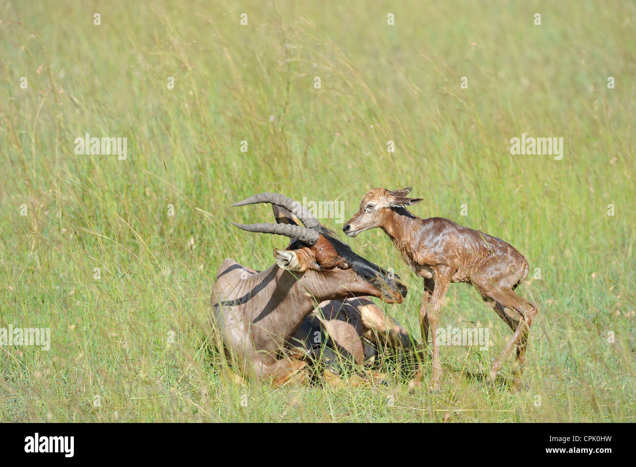 Female topi birth hi-res stock photography and images - Alamy