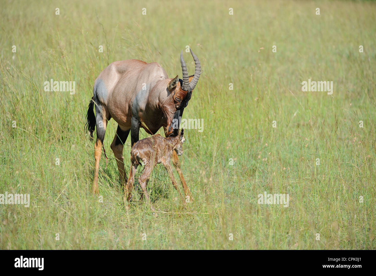 Topi antelope female hi-res stock photography and images - Alamy