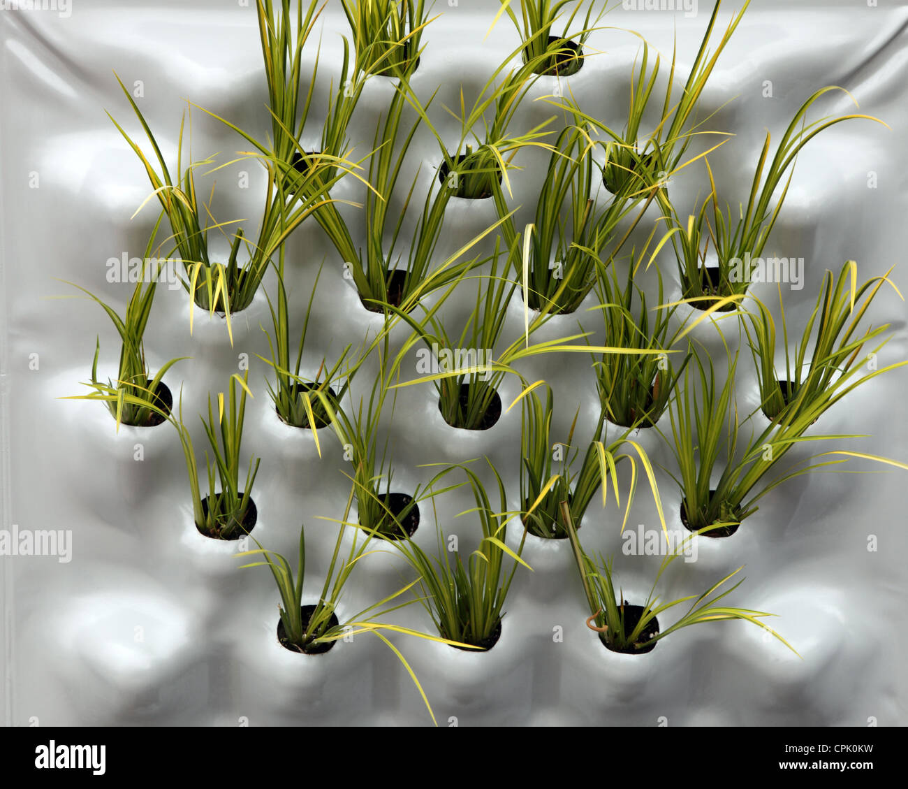 Acorus ogon japanese rush hi-res stock photography and images - Alamy