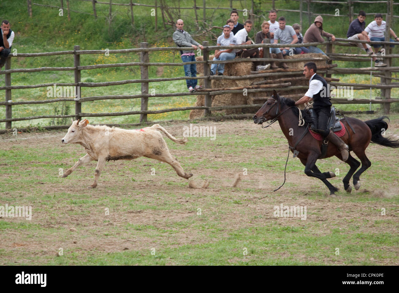 A 'Buttero' cowboy round up a calf at a ranching tournament in Canale ...