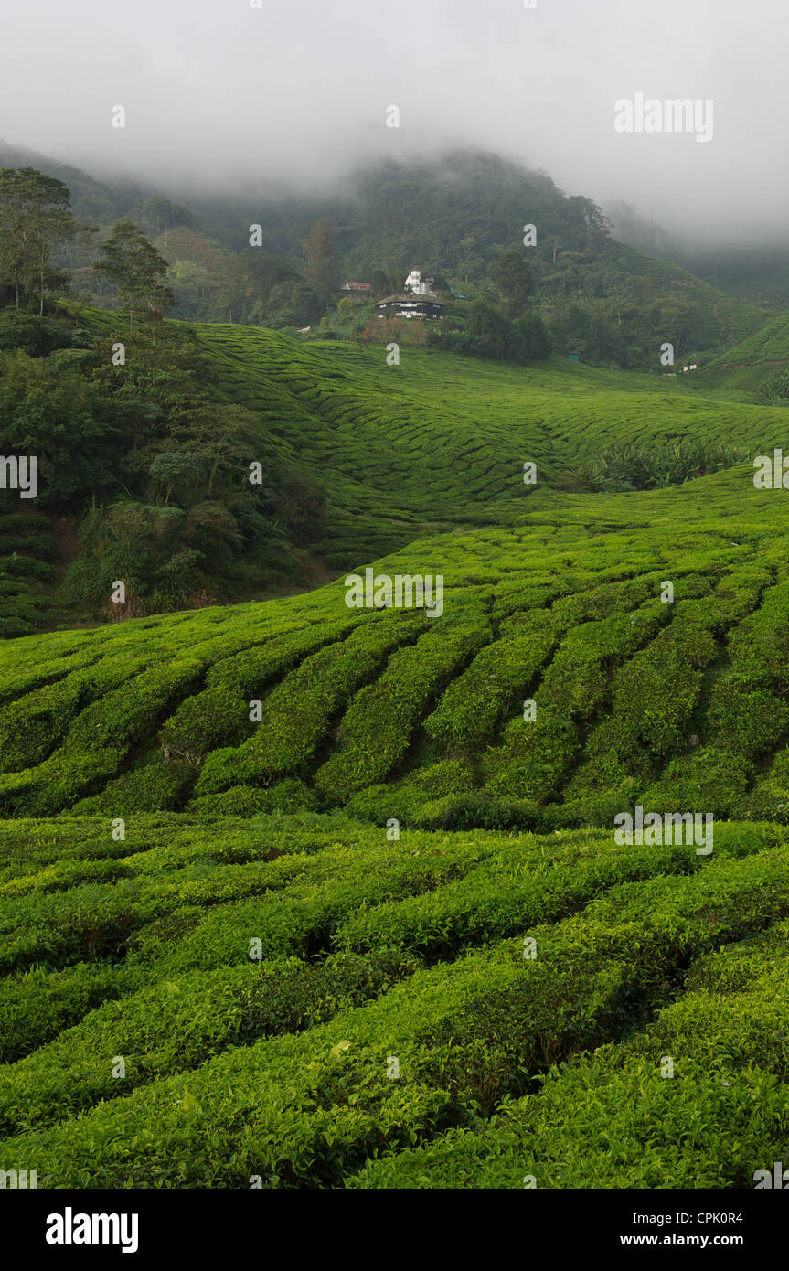 Best of Highlands Tea Plantation, Cameron Highlands, Malaysia Stock ...