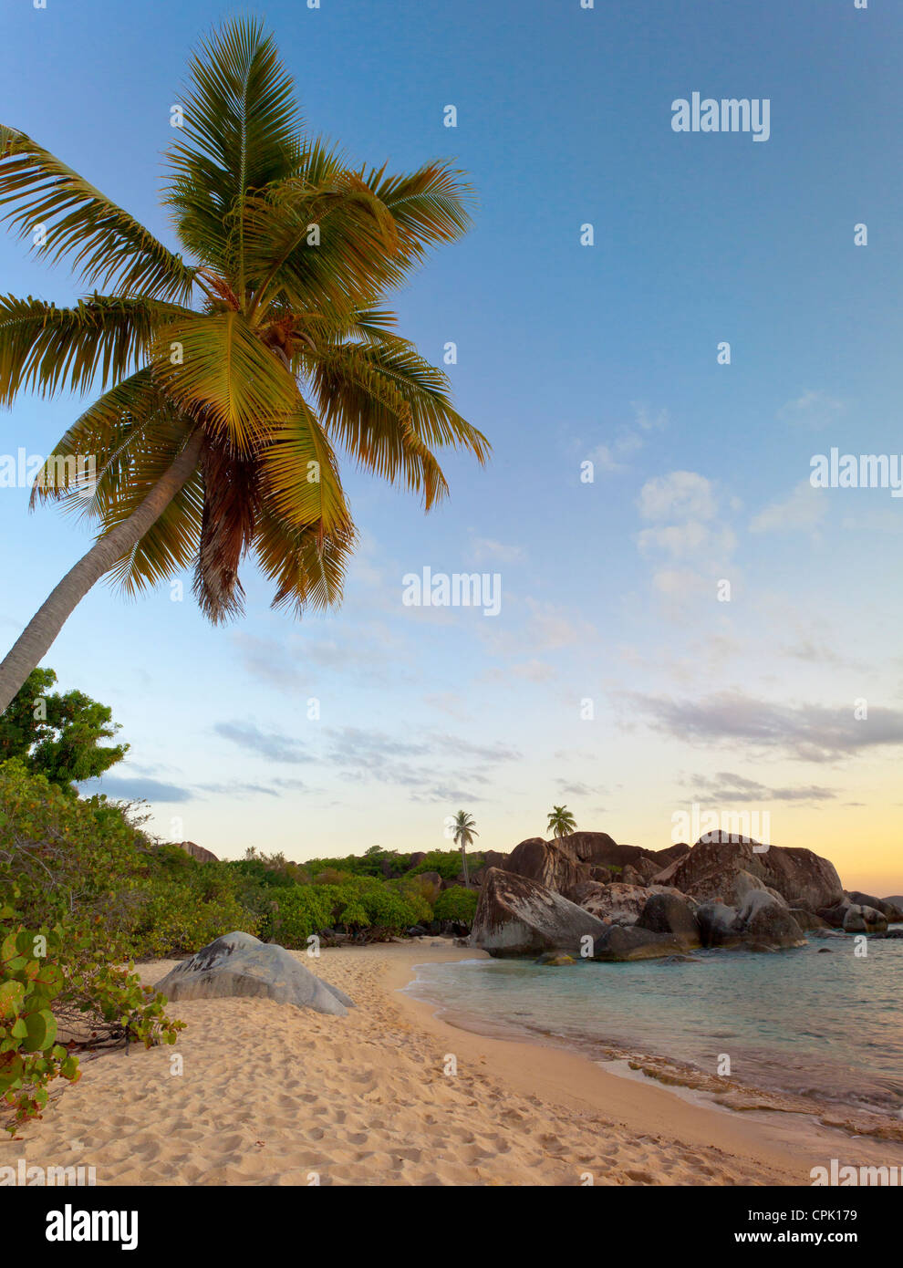 Virgin Gorda, British Virgin Islands, Caribbean Palm tree leans over ...