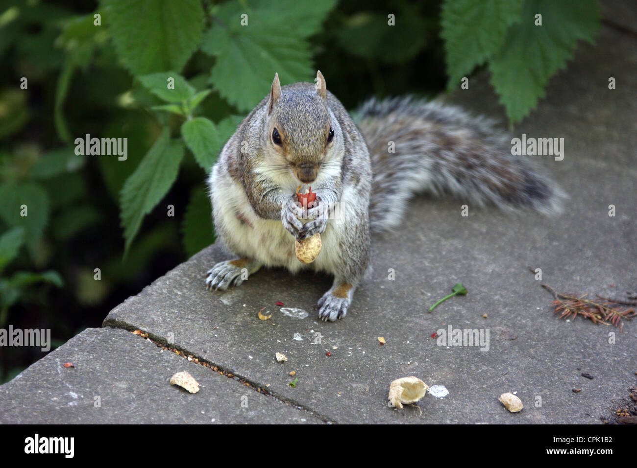 Grey Squirrel in Regents Park in London Stock Photo - Alamy