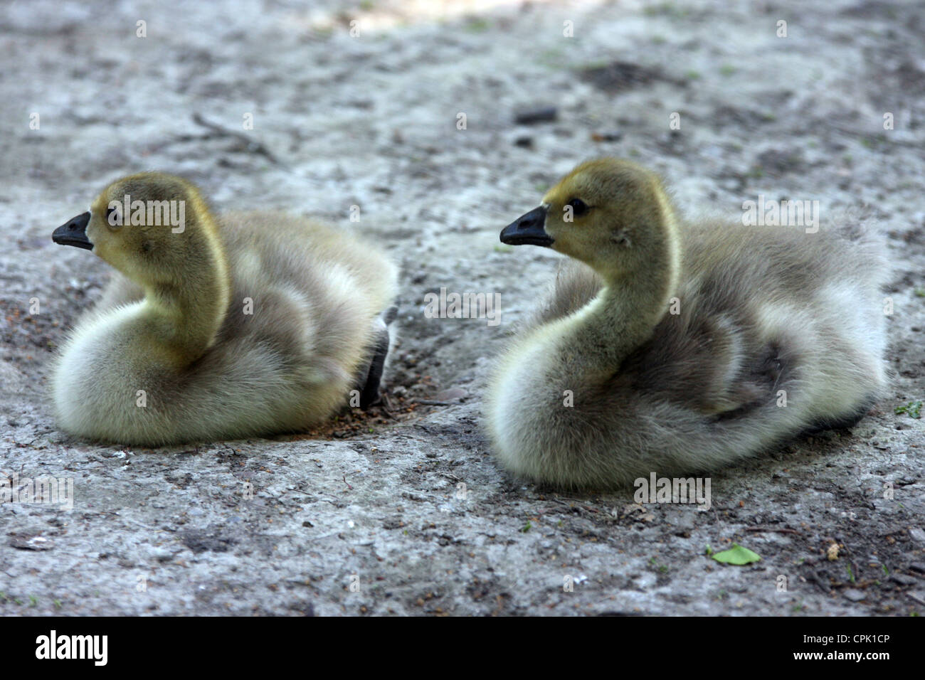 The Canada Goose chicks (Branta canadensis Stock Photo - Alamy
