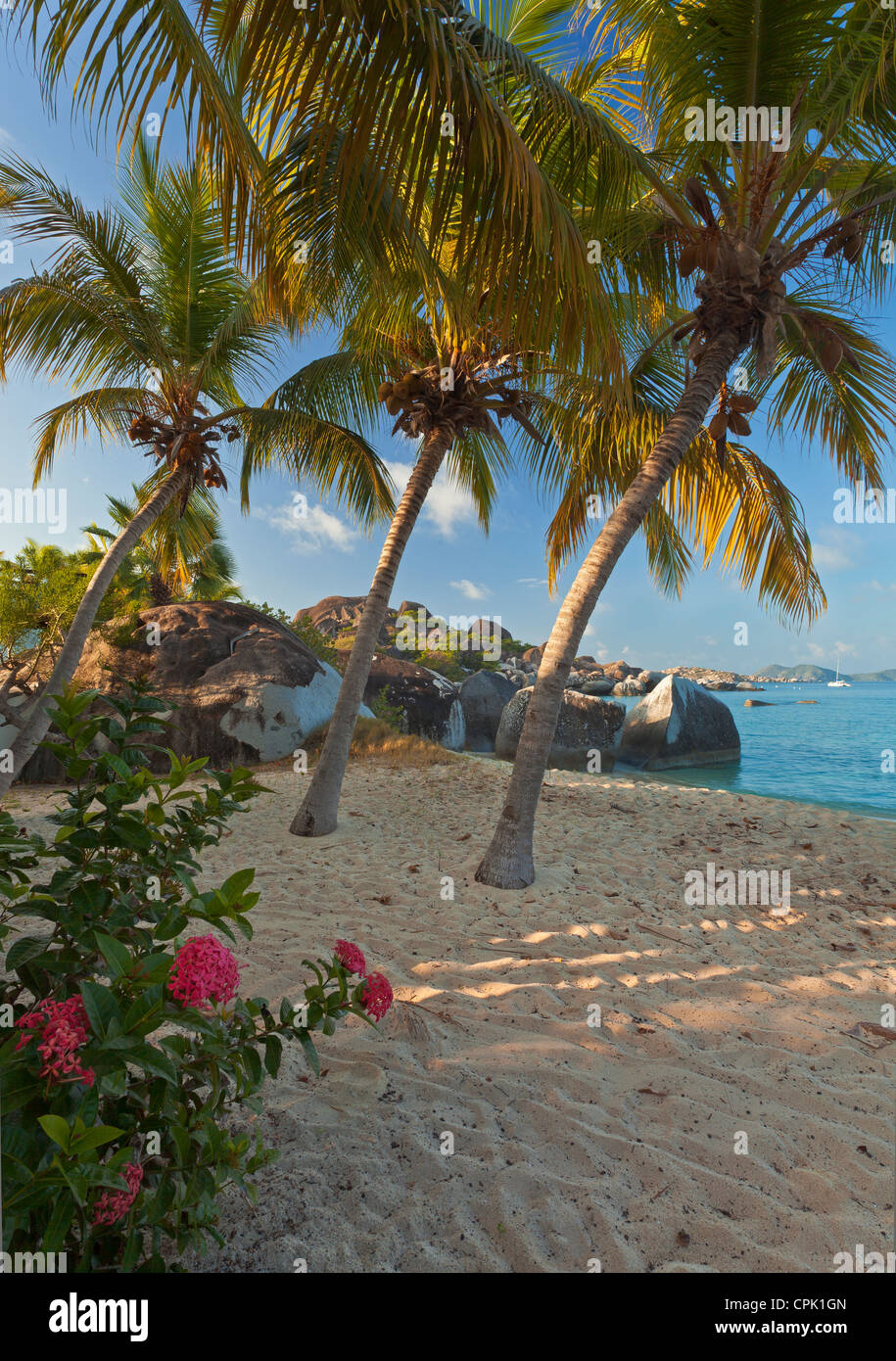 Caribbean and palm trees hi-res stock photography and images - Alamy