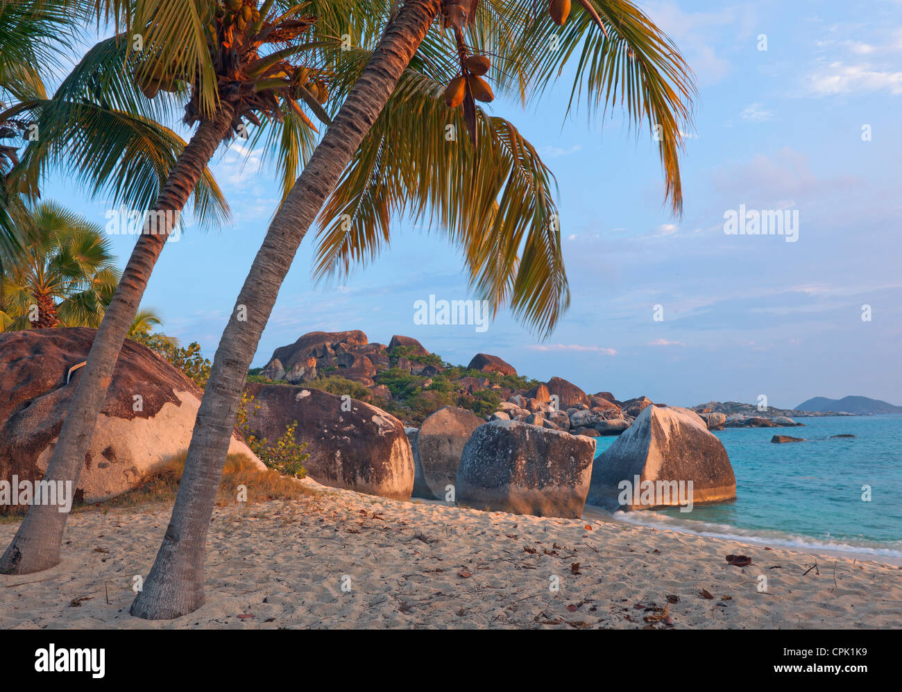 Virgin Gorda, British Virgin Islands, Caribbean Palm trees lean out ...