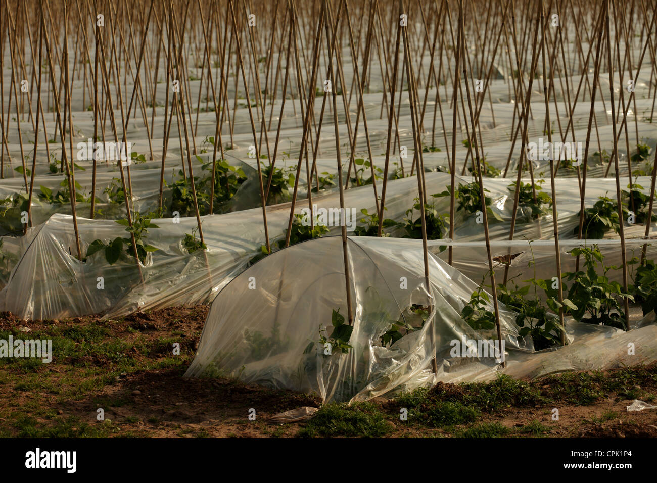 Small field of runner bean plants using cloches and bean pole supports ...