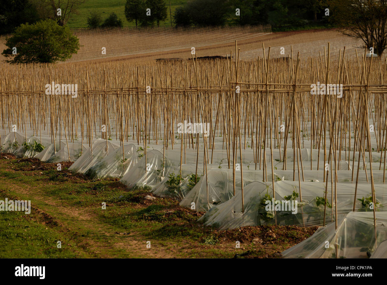 Small field of runner bean plants using cloches and bean pole supports ...