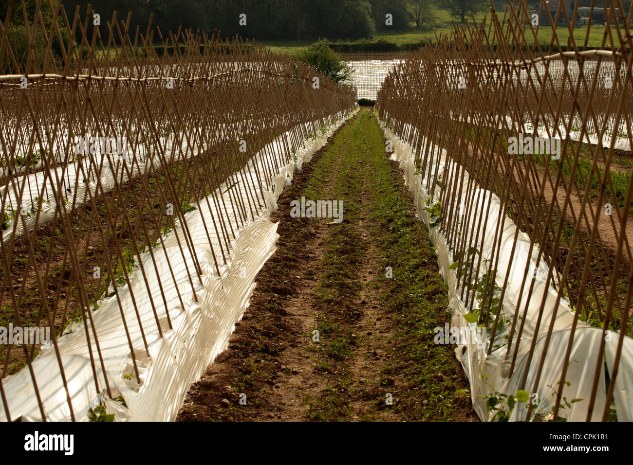 Small field of runner bean plants using cloches and bean pole supports ...