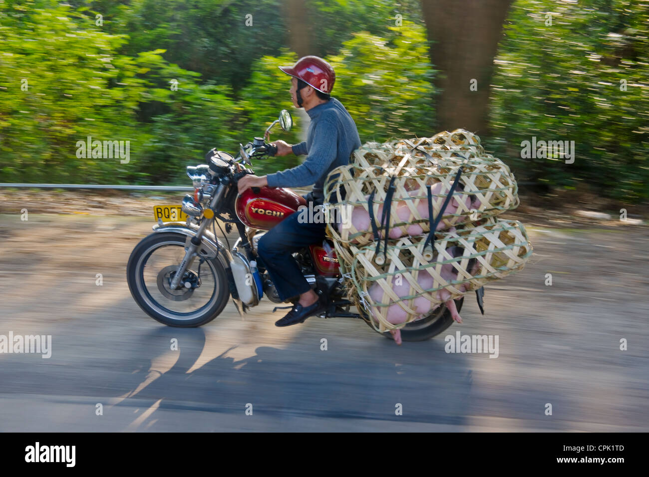 Carrying pig hi-res stock photography and images - Alamy