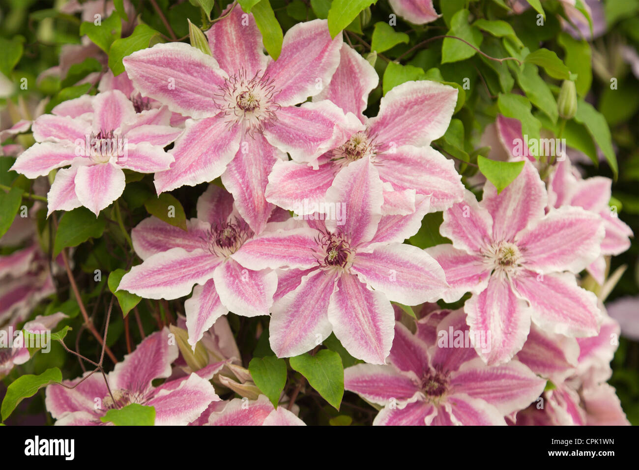 Clematis "Starlight" (Clematis), RHS Chelsea Flower Show in the grounds ...
