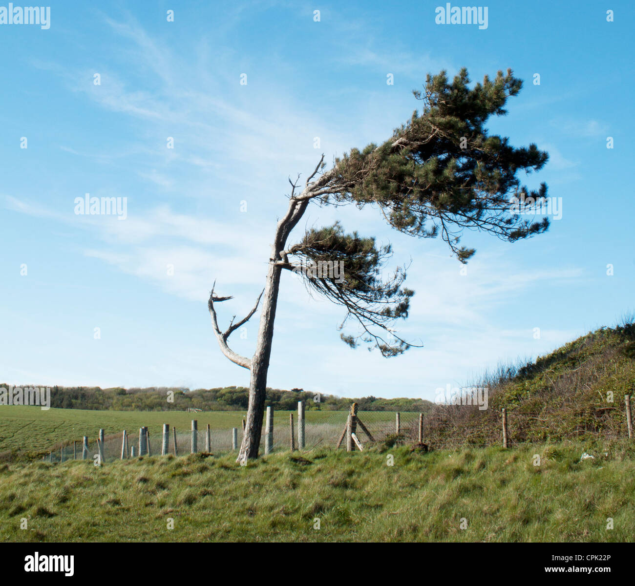 Wind swept tree Summer blue sky Stock Photo - Alamy