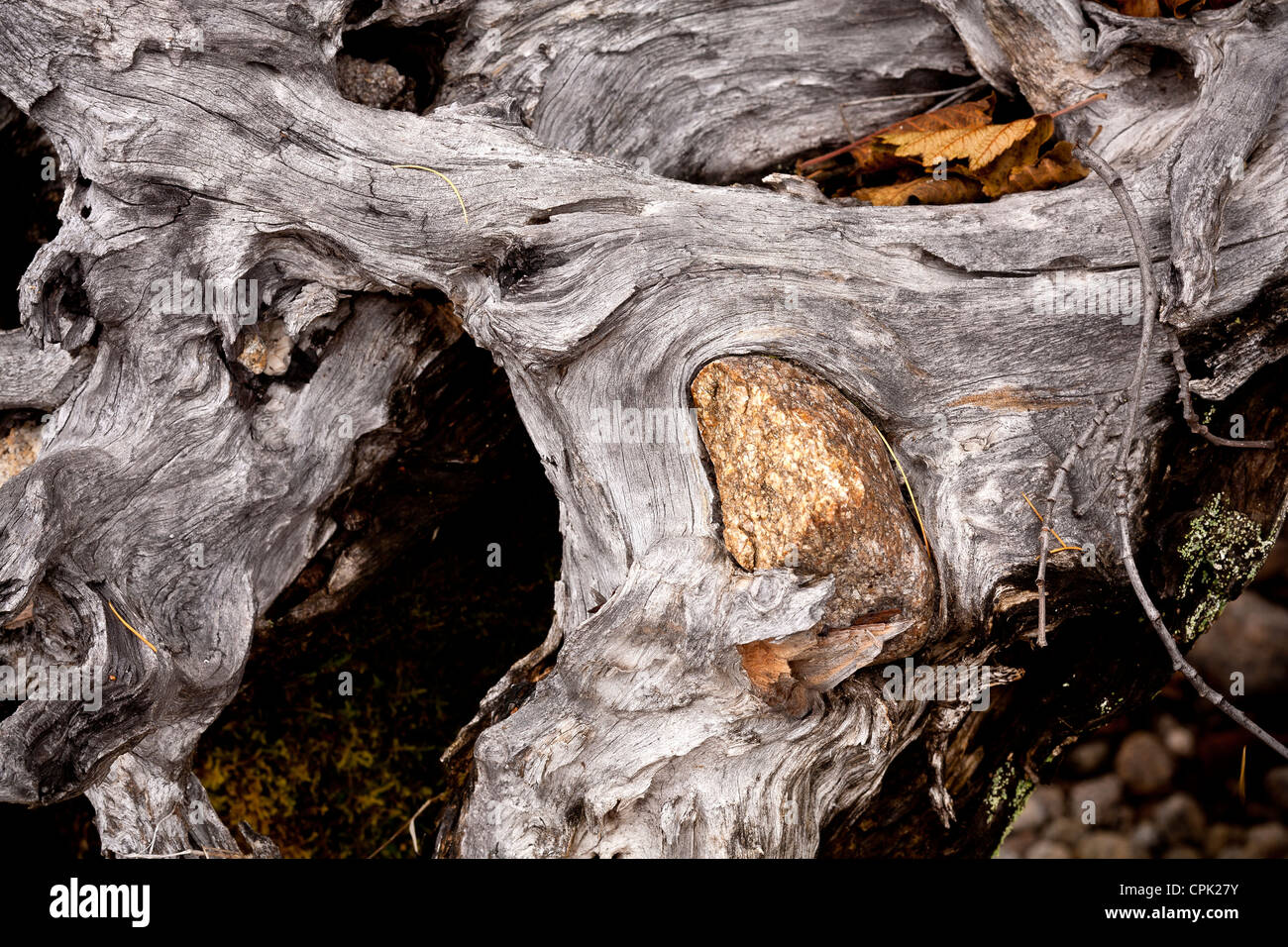 A stone is embedded into wood from a tree that grew around it Stock ...