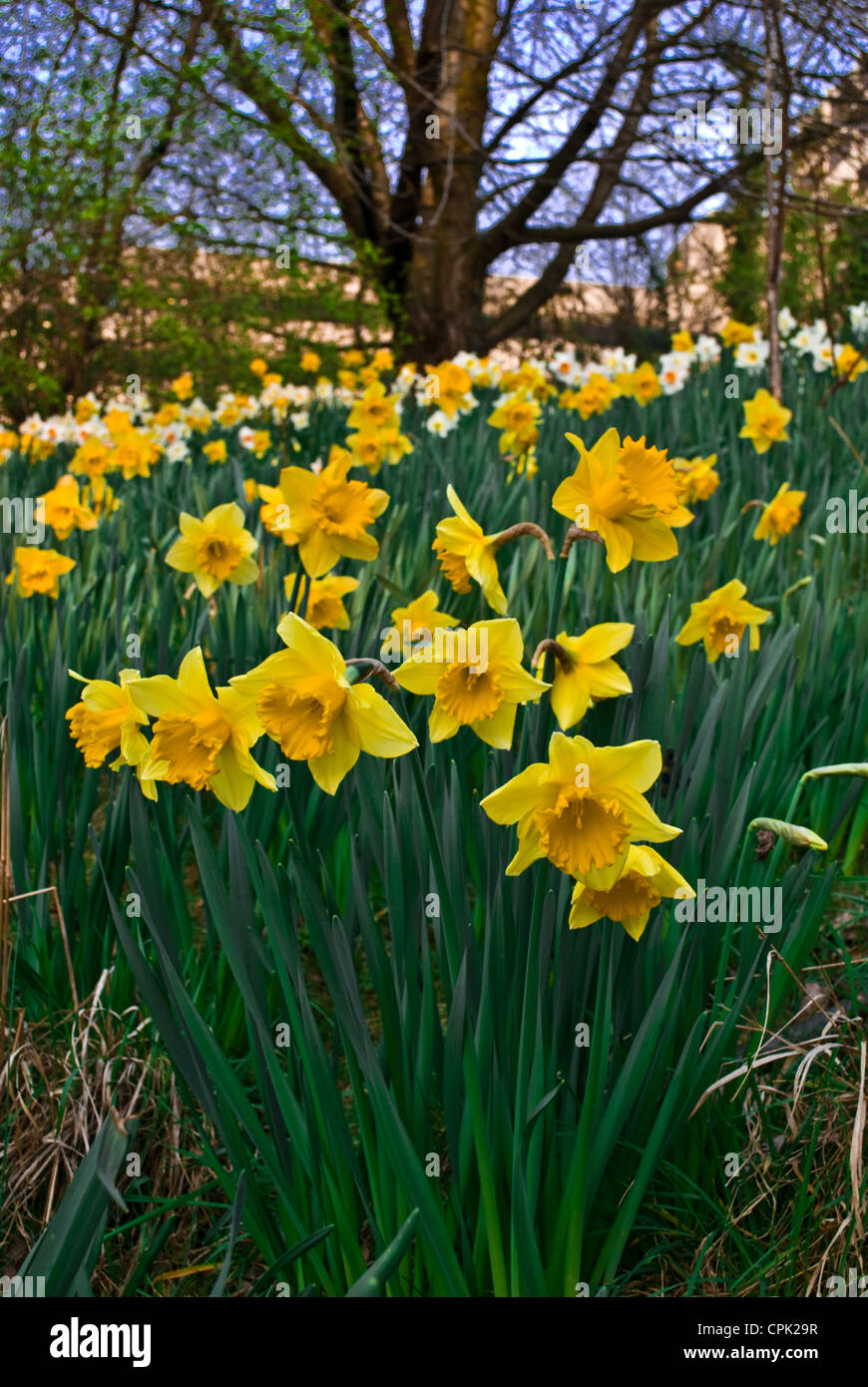 Beautiful display of Daffodils growing in a park in Bristol United ...