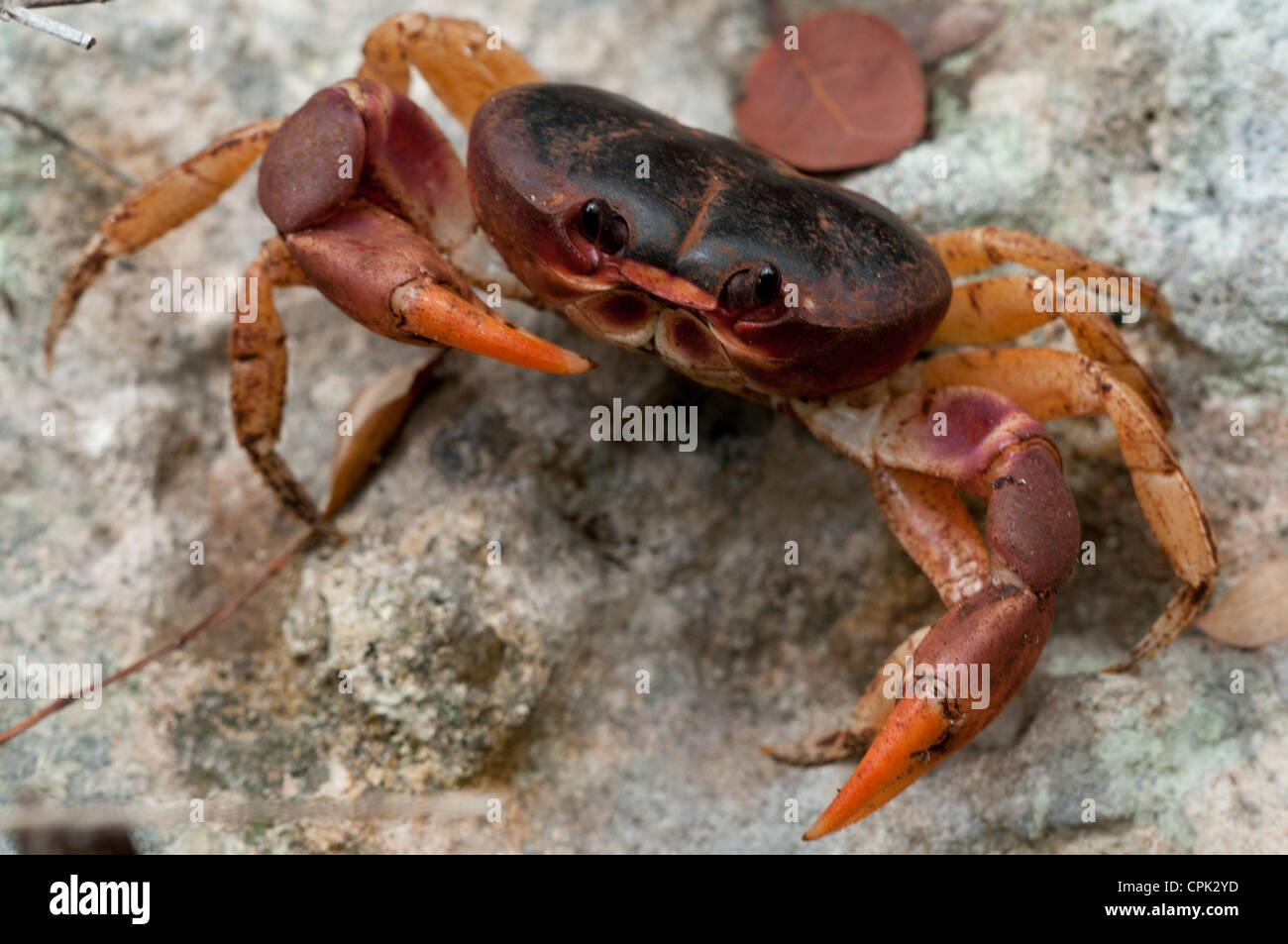 Photographs of land crabs hi-res stock photography and images - Alamy