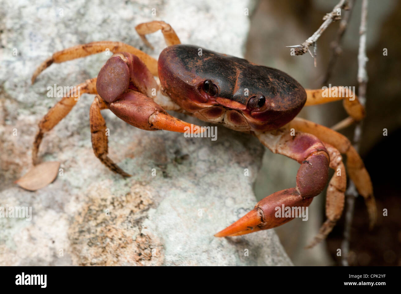Stock photo of a black land crab defensive posture Stock Photo - Alamy