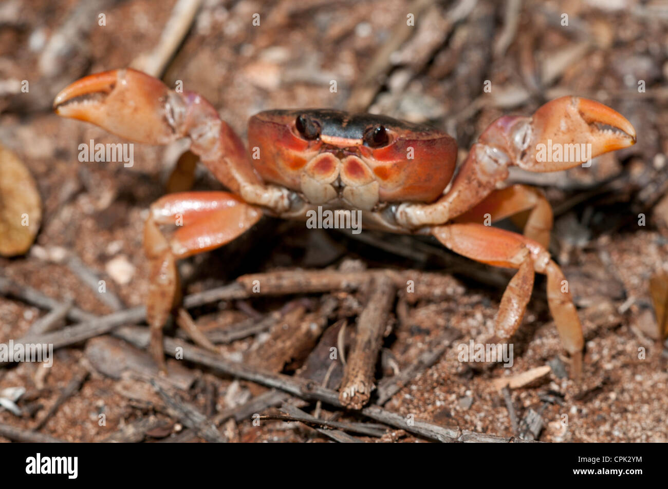 Stock photo of a black land crab defensive posture Stock Photo - Alamy