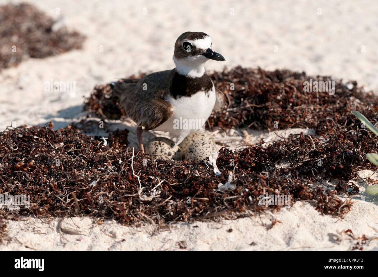 Plover on nest hi-res stock photography and images - Alamy