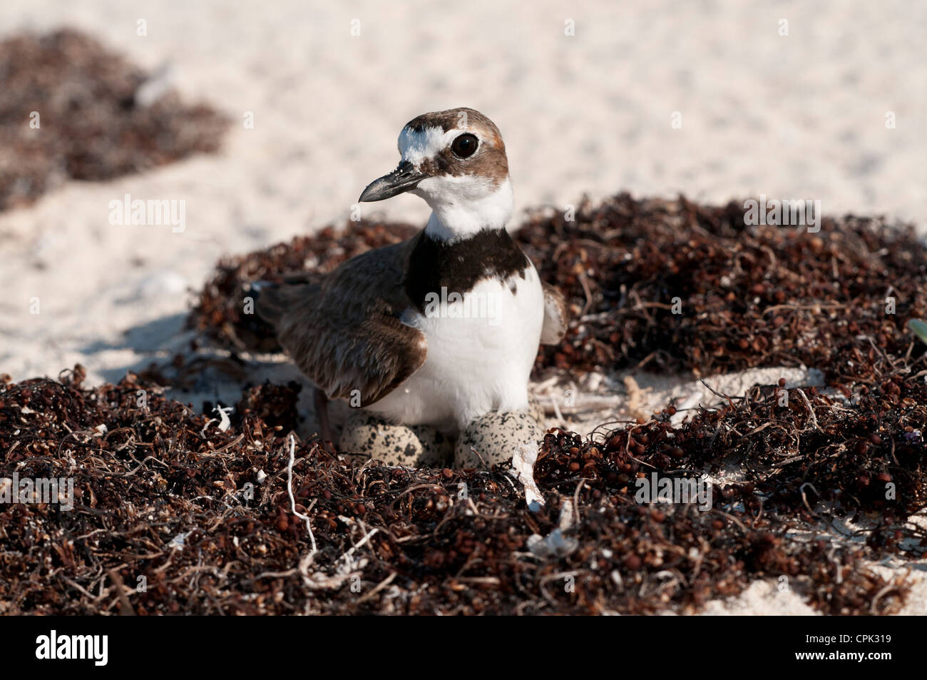 Plover nest hi-res stock photography and images - Alamy
