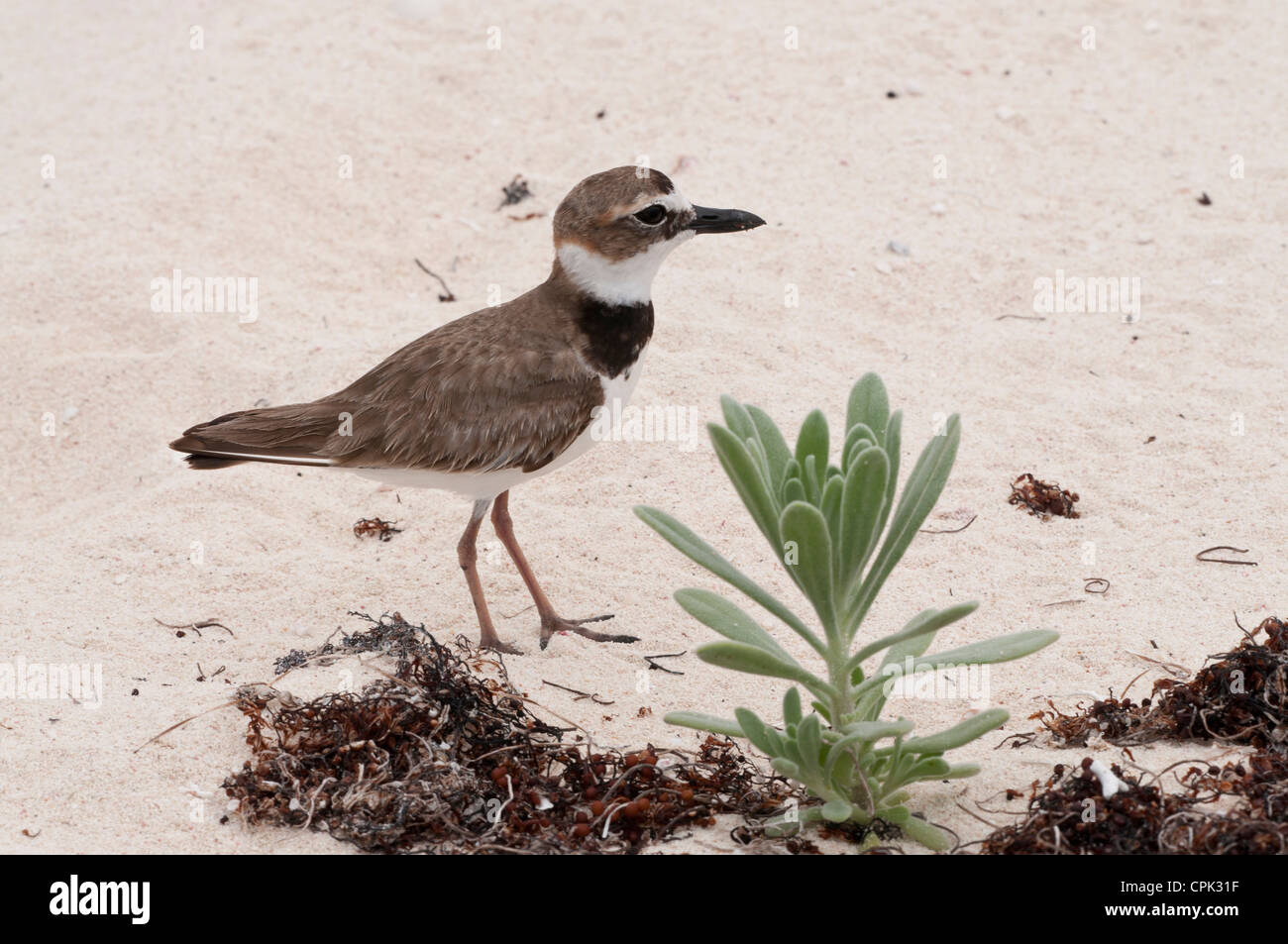 Stock photo of a Wilson's plover standing on the beach Stock Photo - Alamy