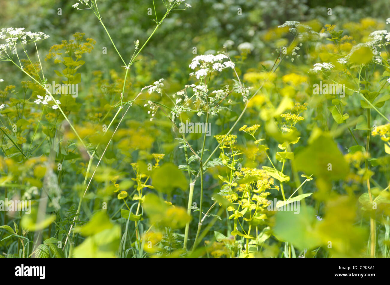 English wild flowers hi-res stock photography and images - Alamy