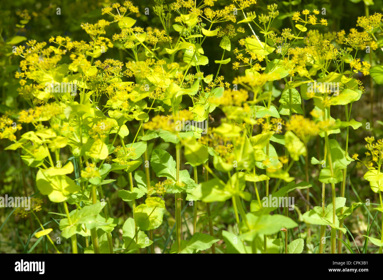 Yellow and white English wild flowers, Sussex, UK Stock Photo - Alamy