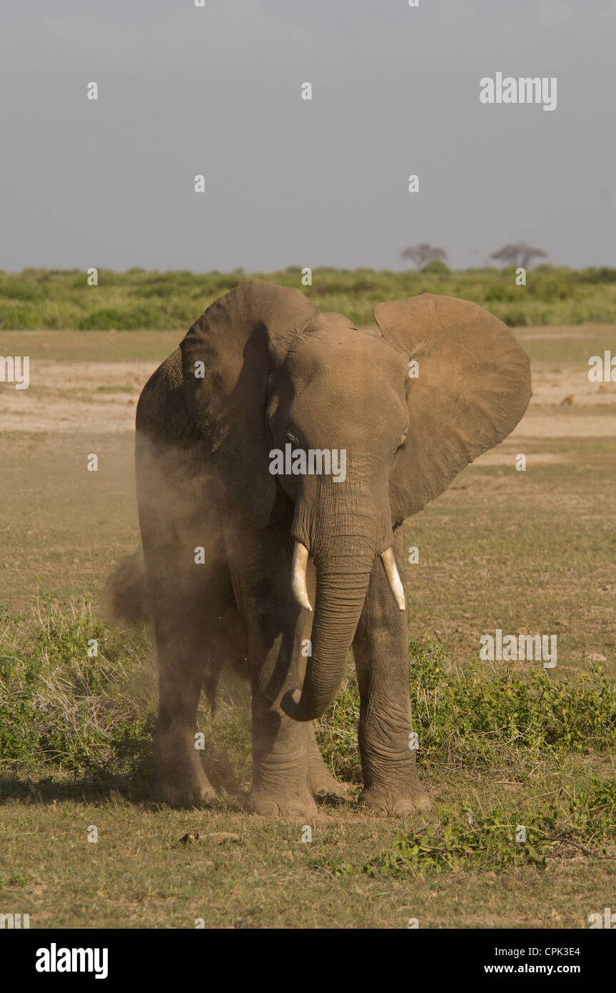 Noble elephant hi-res stock photography and images - Alamy