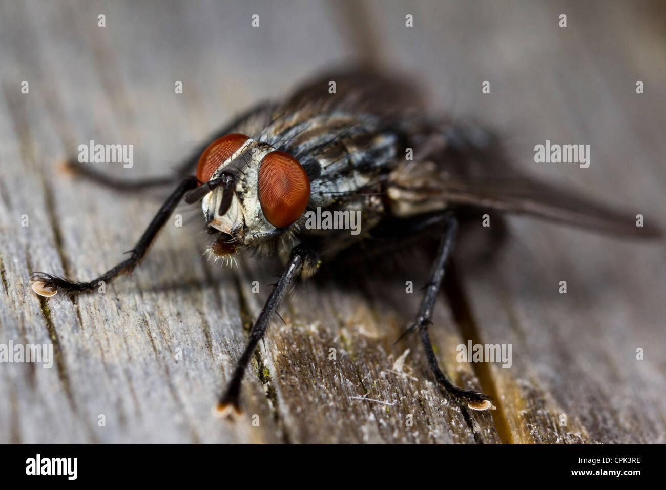 Strepsiptera bug hi-res stock photography and images - Alamy