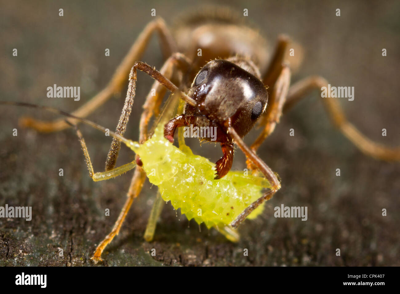 Cretaceous plants insects hi-res stock photography and images - Alamy
