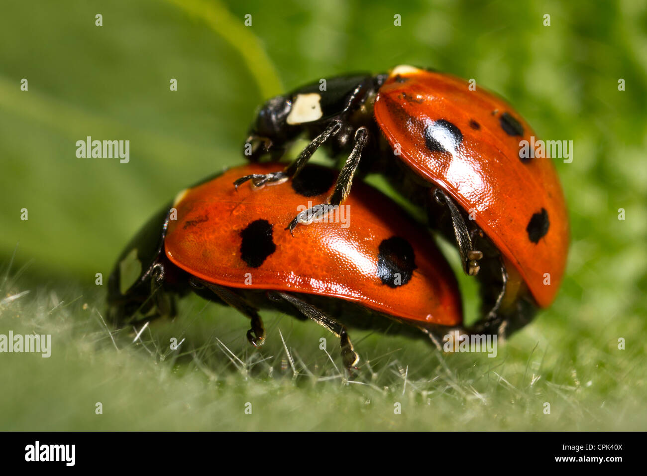 Lady bugs mating hi-res stock photography and images - Alamy