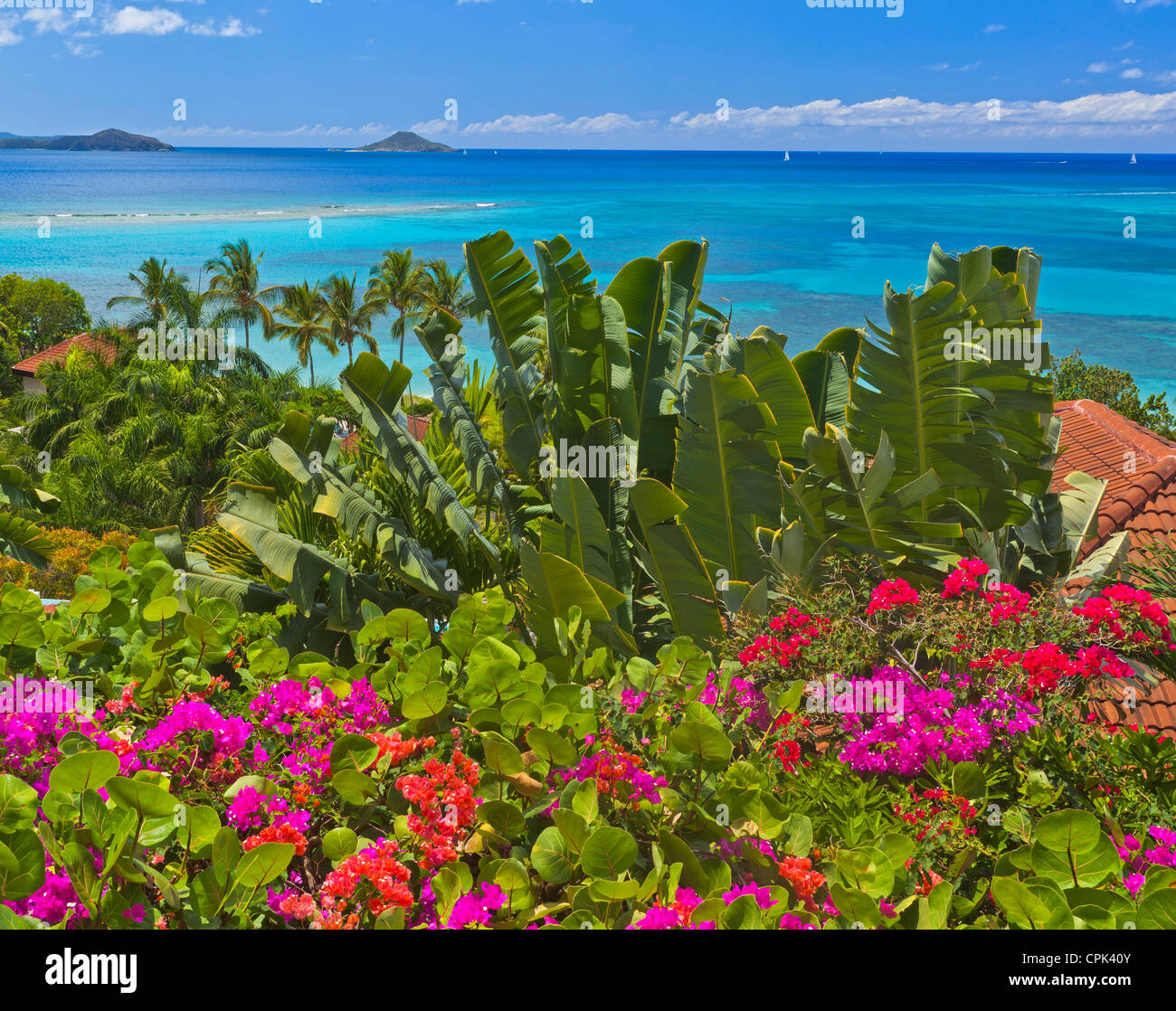 Bougainvillea hedge hi-res stock photography and images - Alamy