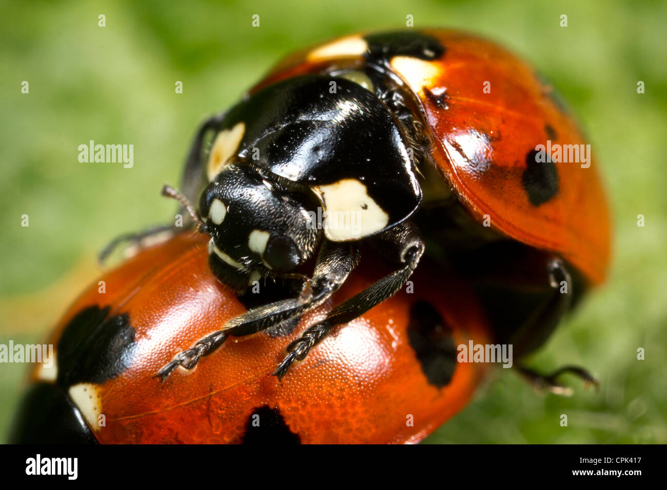 Wildlife mating hi-res stock photography and images - Alamy