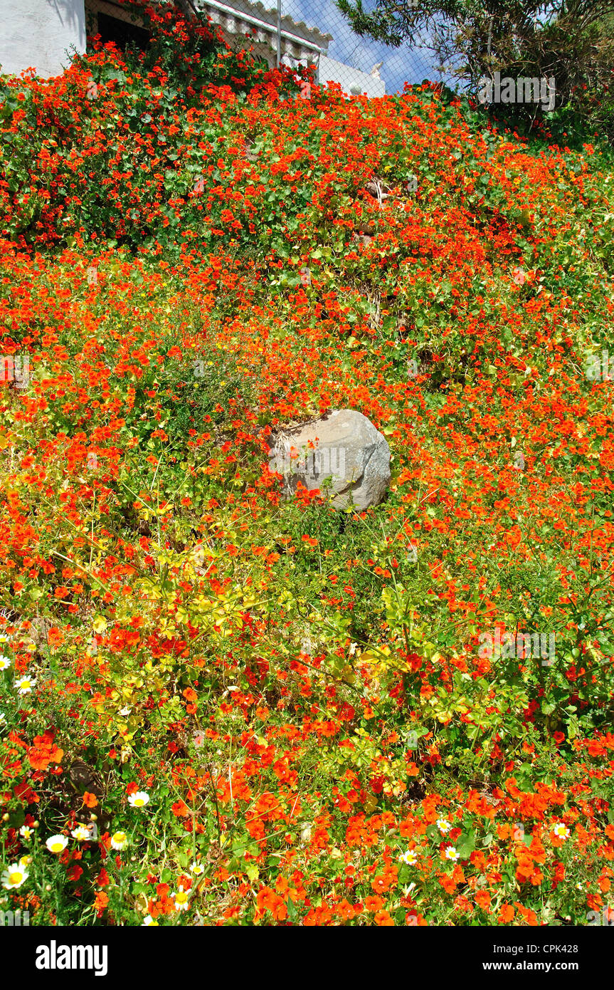 Spring flowers by roadside hi-res stock photography and images - Alamy