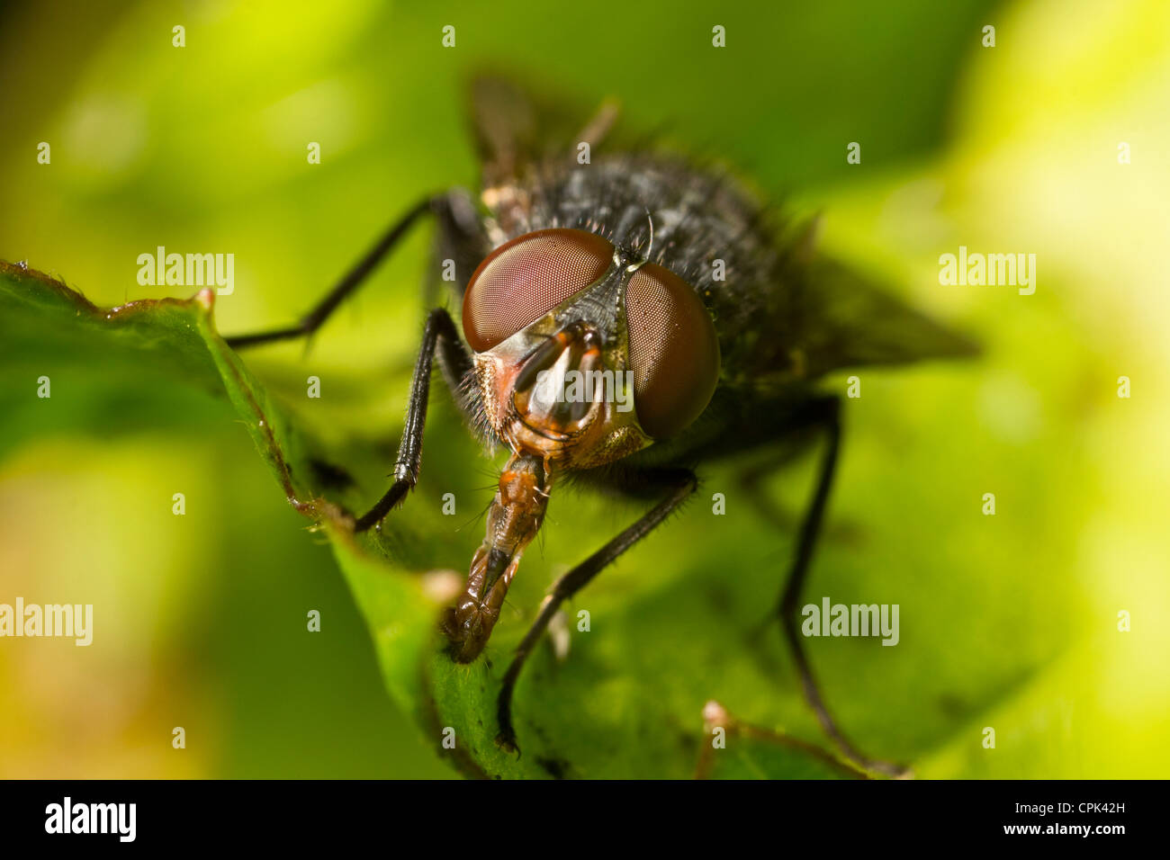 Halteres greek hi-res stock photography and images - Alamy