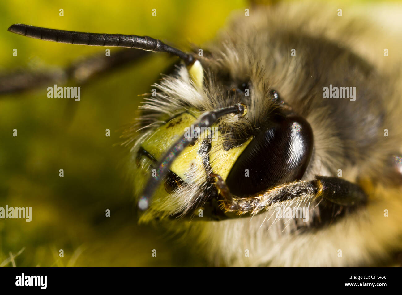 Mason bee nests hi-res stock photography and images - Alamy
