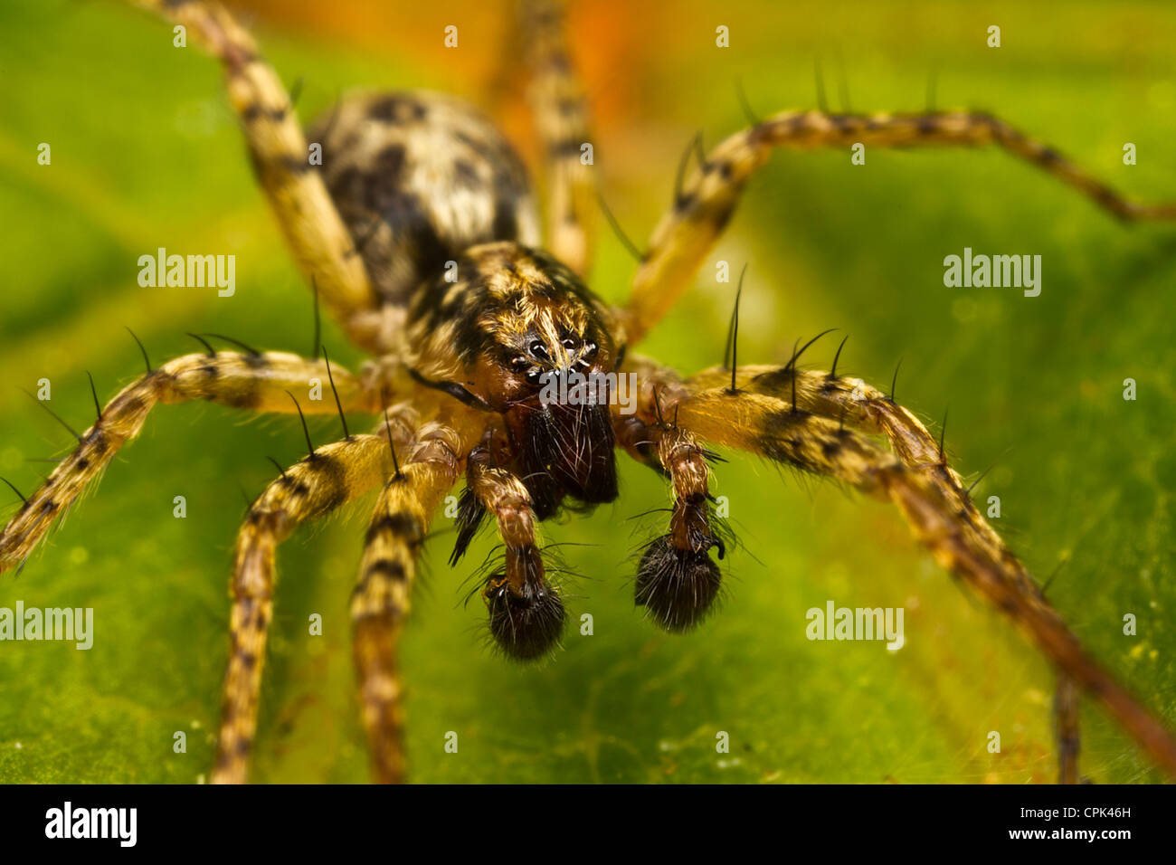 A small spider Stock Photo - Alamy