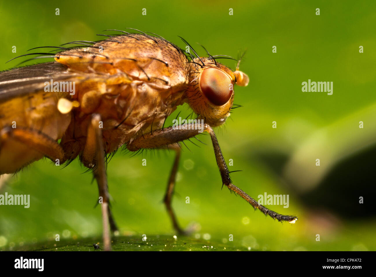 Strepsiptera bug hi-res stock photography and images - Alamy