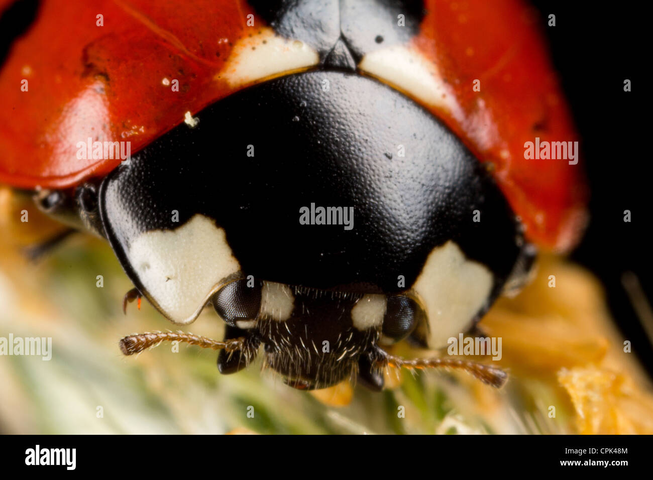 Ladybird beetles yellow hi-res stock photography and images - Alamy
