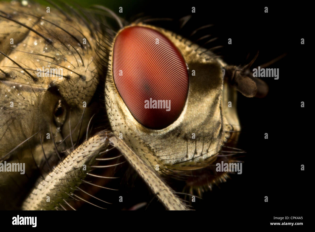 A Fly's Eye Stock Photo - Alamy
