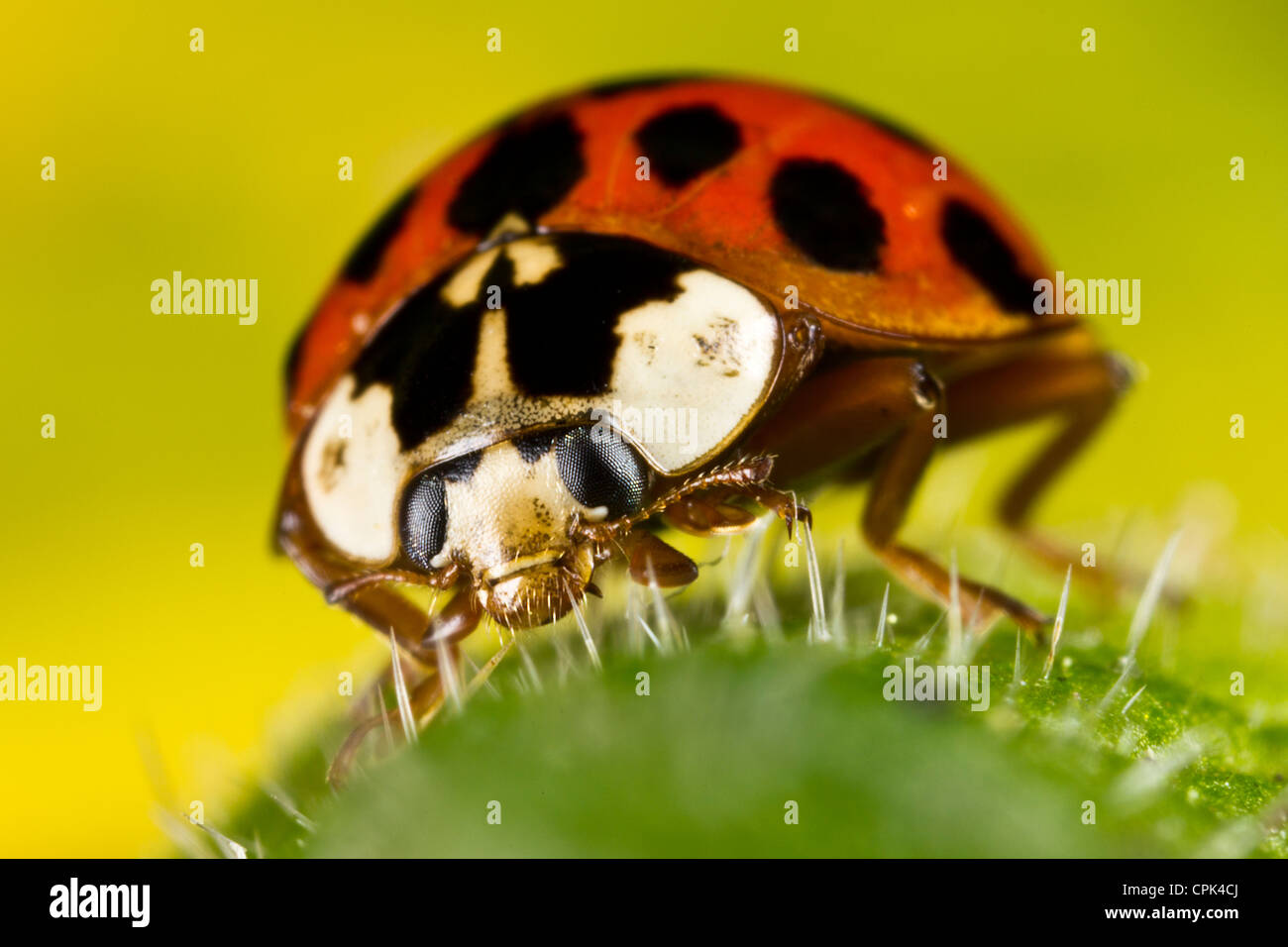 Ladybird legs hi-res stock photography and images - Alamy