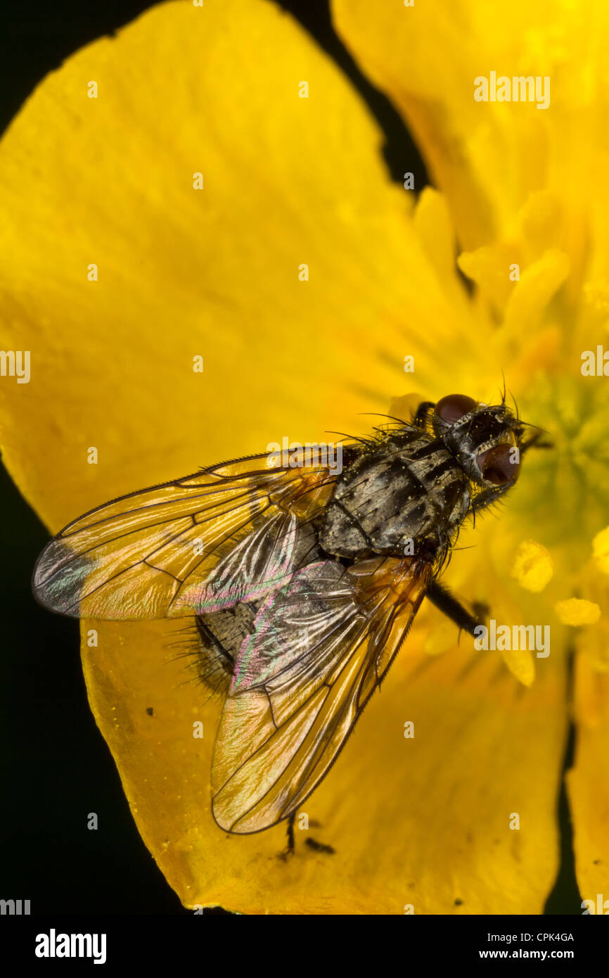 Strepsiptera hi-res stock photography and images - Alamy