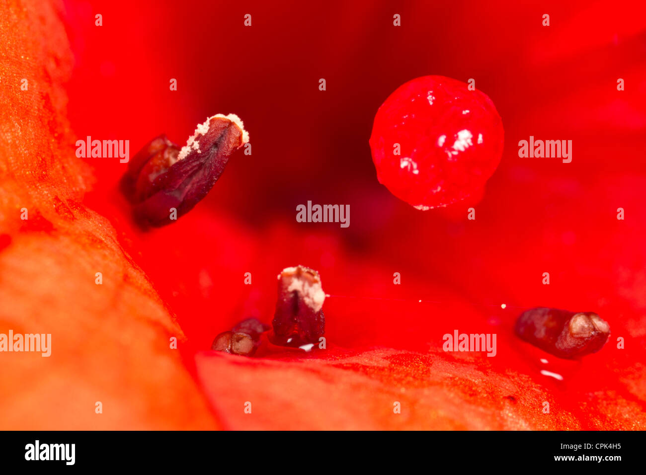 Flower Stamens Stock Photo - Alamy