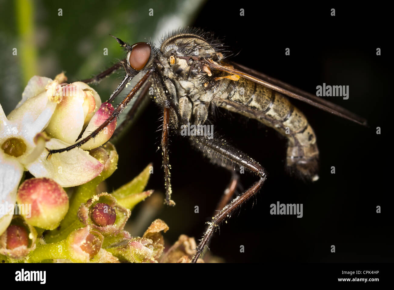 Strepsiptera bug hi-res stock photography and images - Alamy
